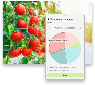 Unlock your tomato production with digital agronomy